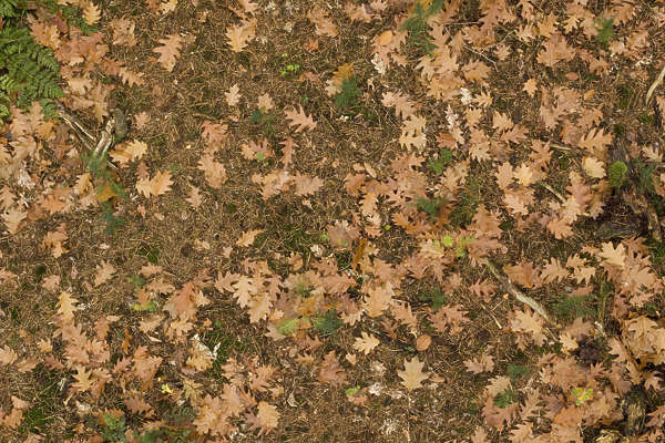 Forest Floor Texture Seamless | Floor Roma